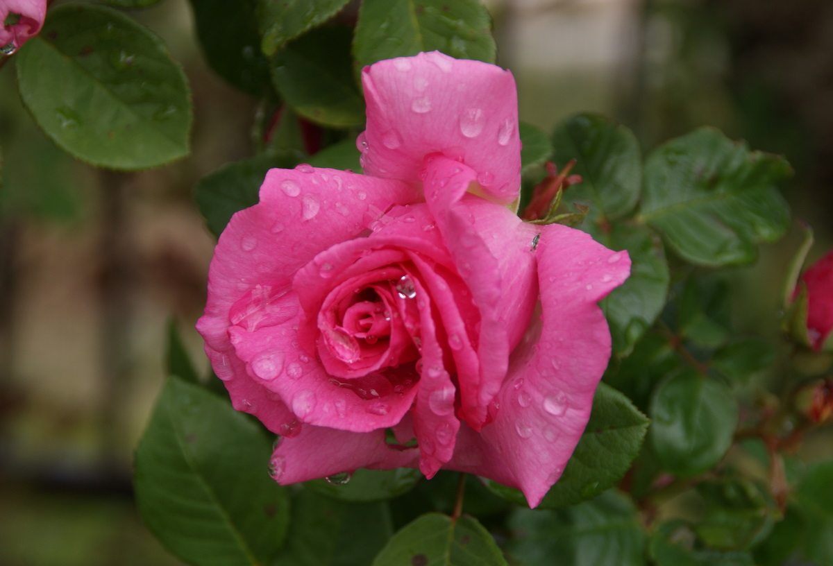Organic Garden Dreams: Rose of the Month: 'Zephirine Drouhin'