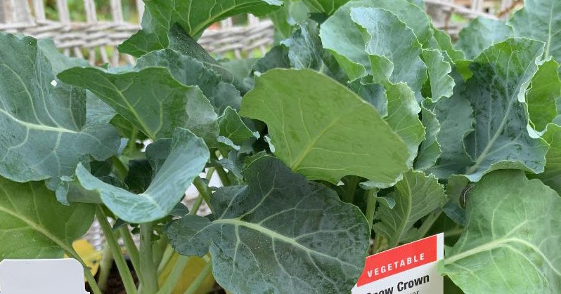 WashingtonGardener: Fenton Friday: Brassicas for Beginners