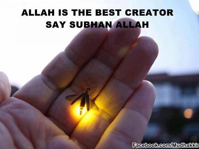 Allah: Beautiful Creation of Allah Almighty
