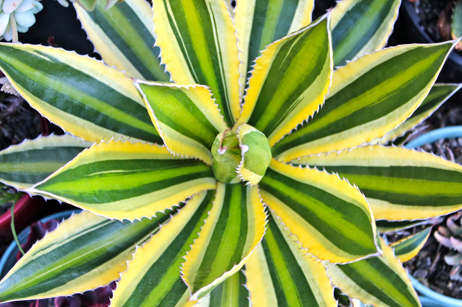Florez Nursery: Agave lophantha 'Tricolor'