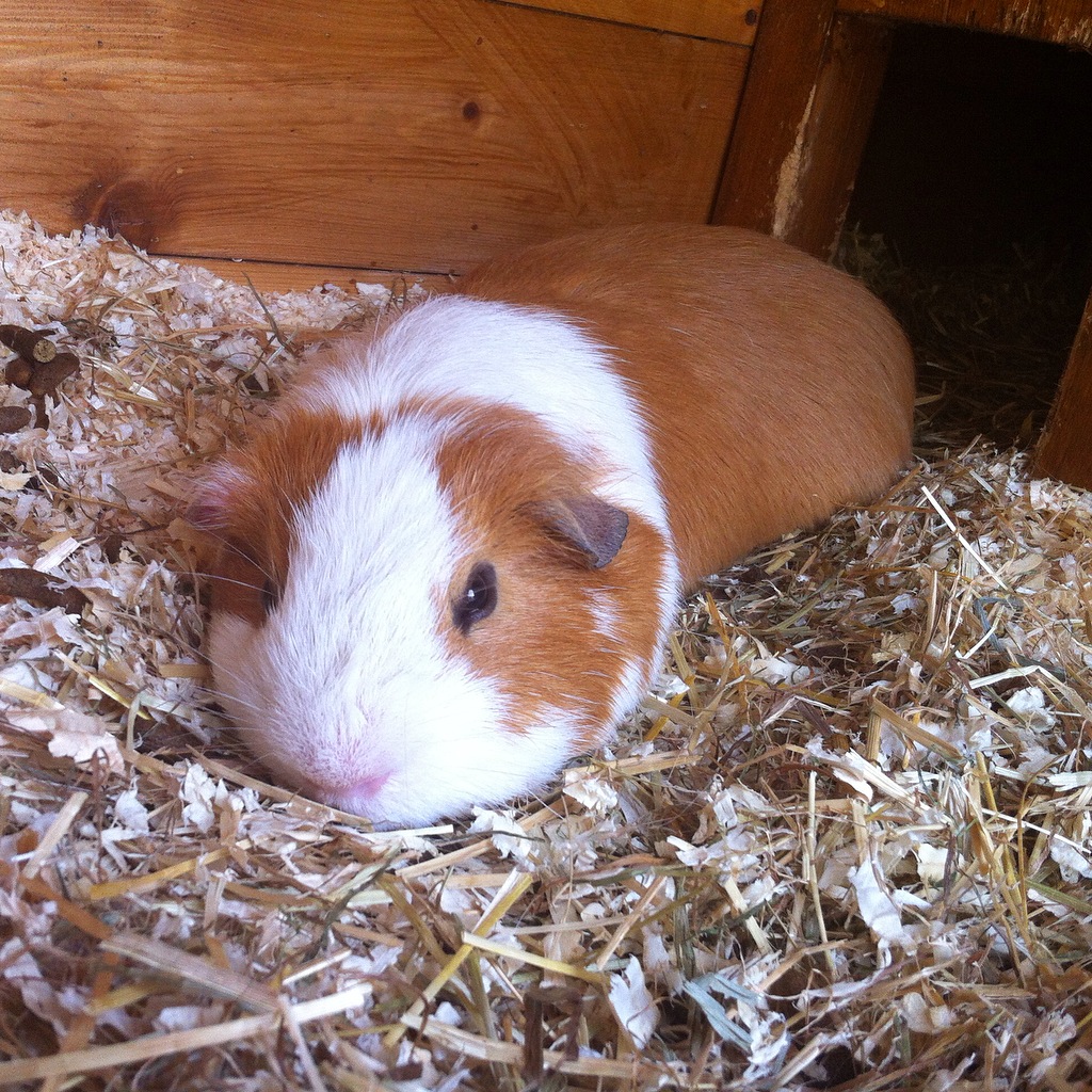 All things guinea pig: All about my blog and about my guinea pigs
