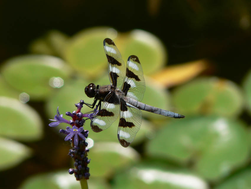 Aquascape Your Landscape: Dragonflies: The Devil's Darning Needle