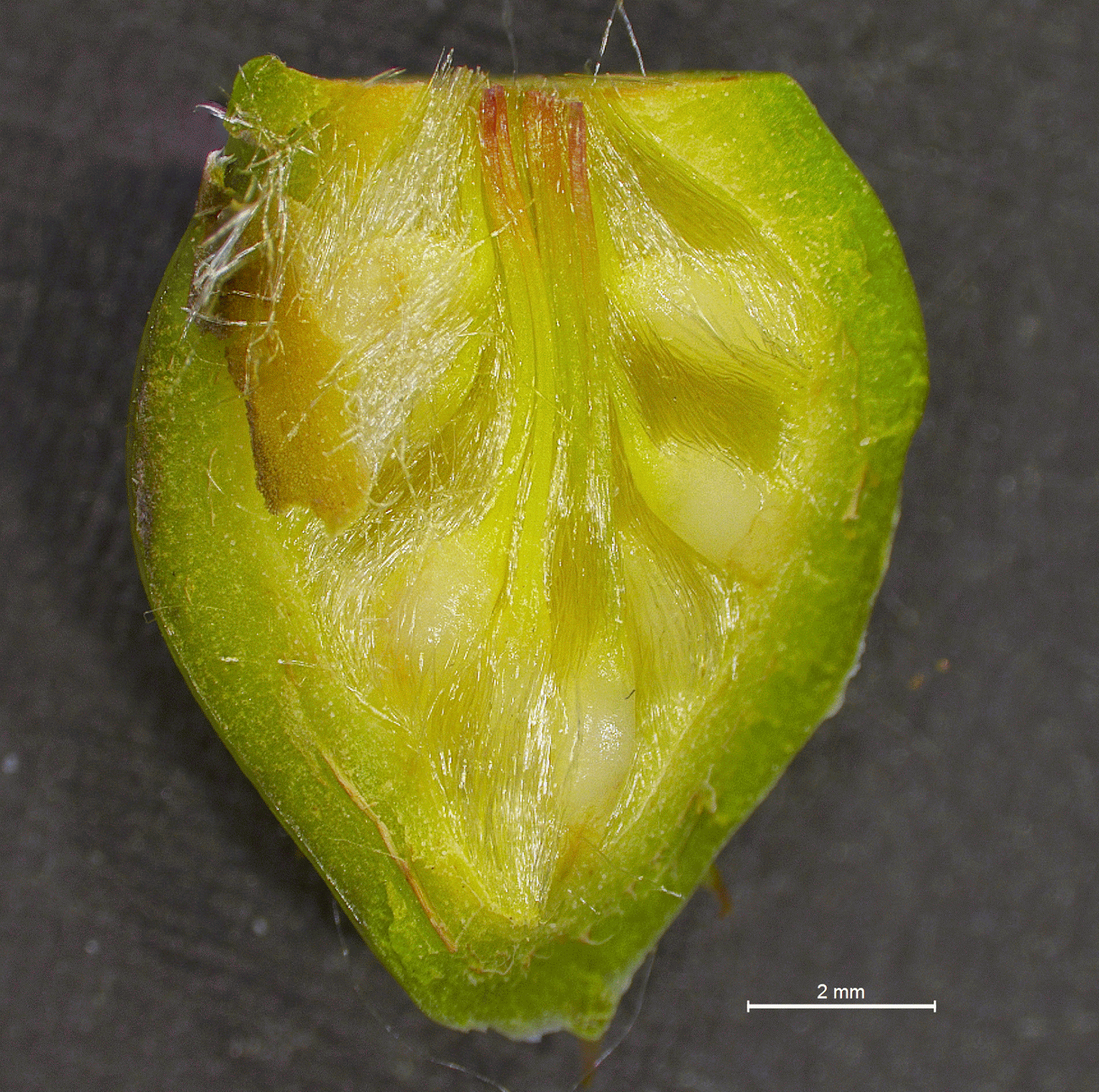 Scanning Electron Microscope Blog: Roses - More Beautiful Up Close