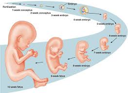 Studies Program: Pregnancy and Fertilization Process
