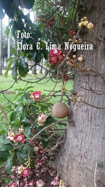 Flores e natureza! - Jeito de Casa - Blog de Decoração e Arquitetura