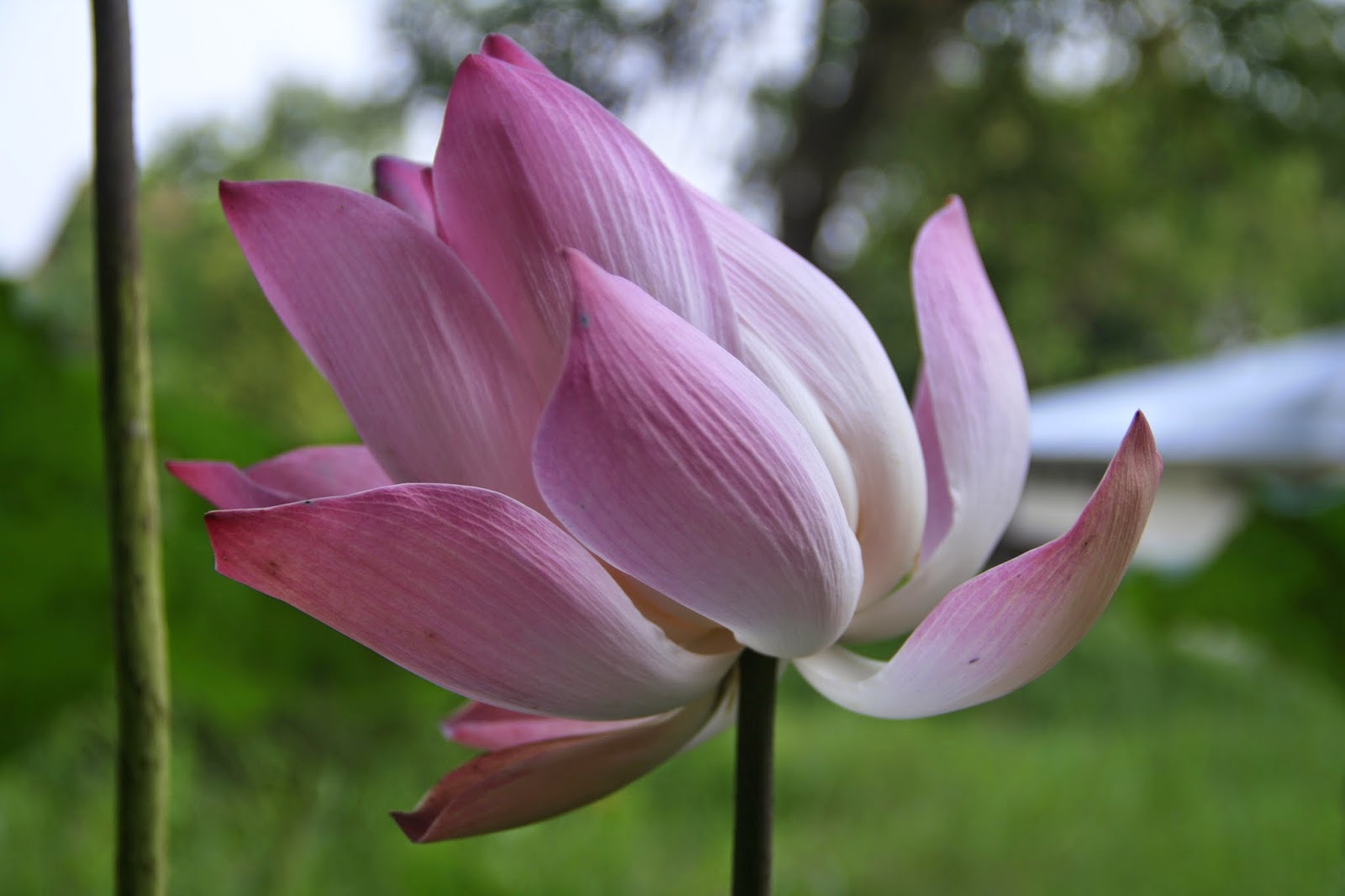 Terbaru 17+ Gambar Bunga Teratai Mekar - Gambar Bunga Indah