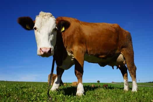 What's The Use & Health Benefits Of Cow Urine? - All Health Clue