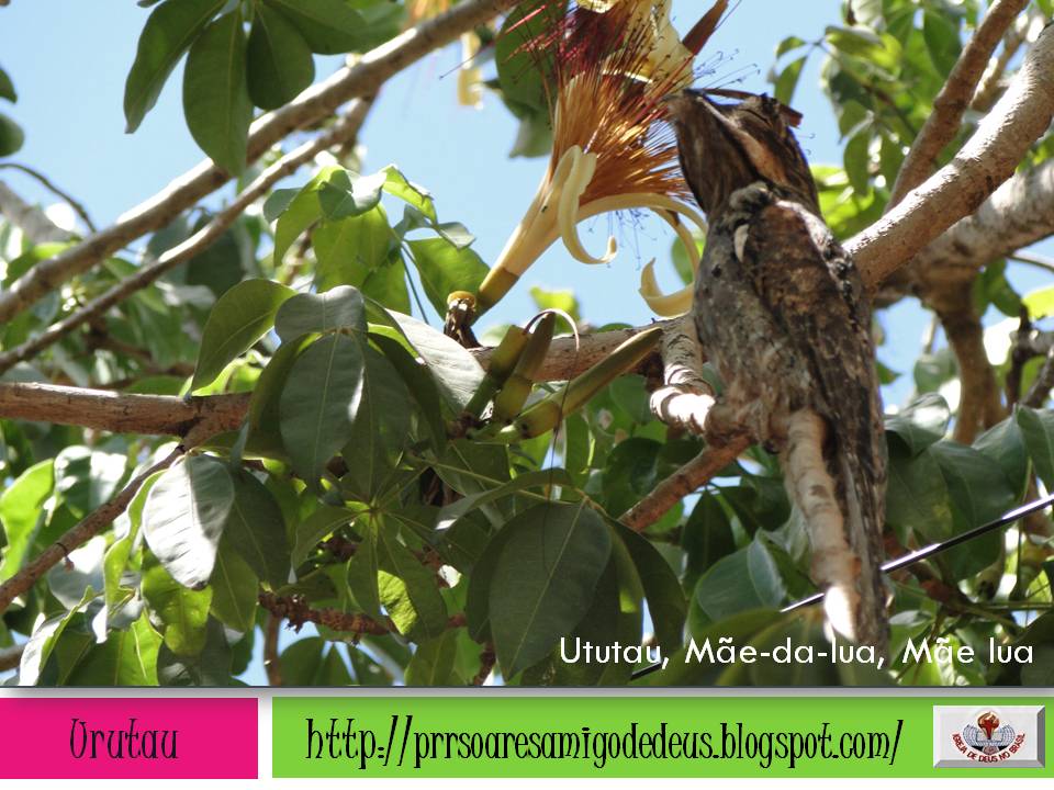 prrsoares: Urutau, Mãe-da-lua, Mãe lua, Ghost Bird, Ave Fantasma ...