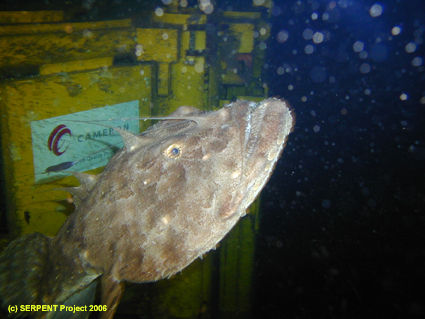 Real Monstrosities: Monkfish