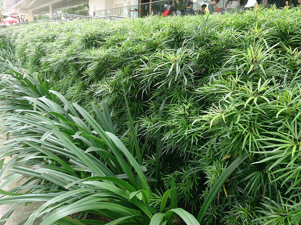 Osmoxylon lineare 'Yellow' | Pustaka Flora | Database Tanaman Landscape