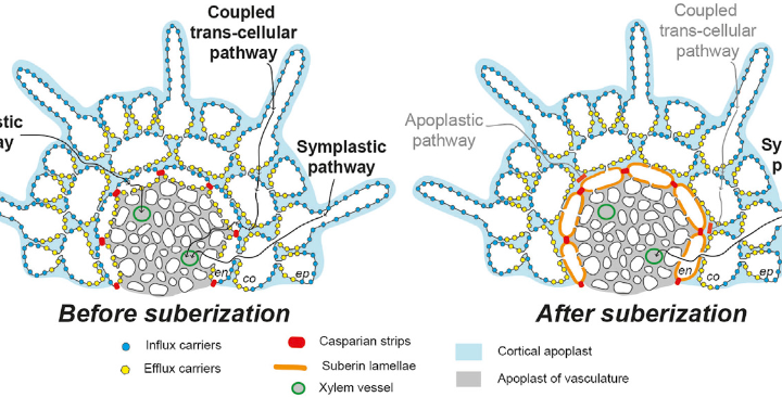 Suberin on Nutrient Stress