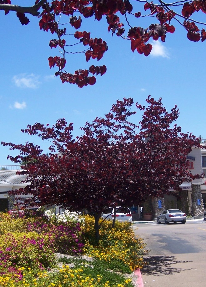 The 2 Minute Gardener: Photo - Forest Pansy Redbud (Cercis canadensis ...