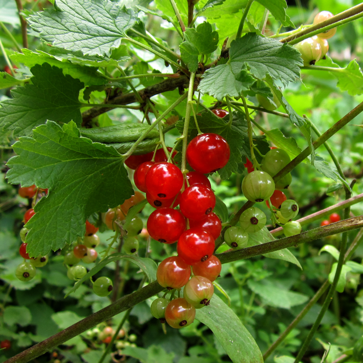 Les fruits de l'été