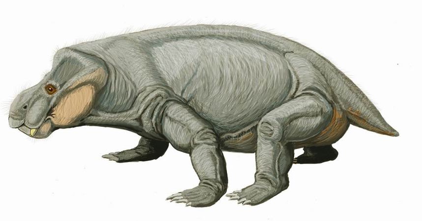 Variety of Life: Kannemeyeriiformes