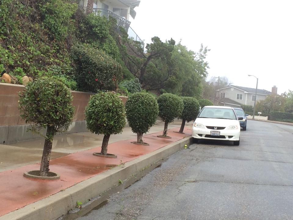 A Few Brief Guidelines For Pruning Perfection