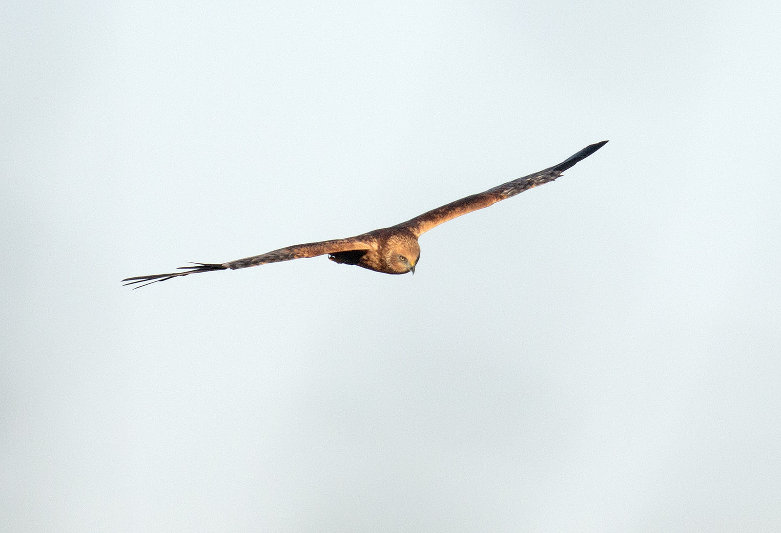 pewit: male Marsh Harrier 2cy?