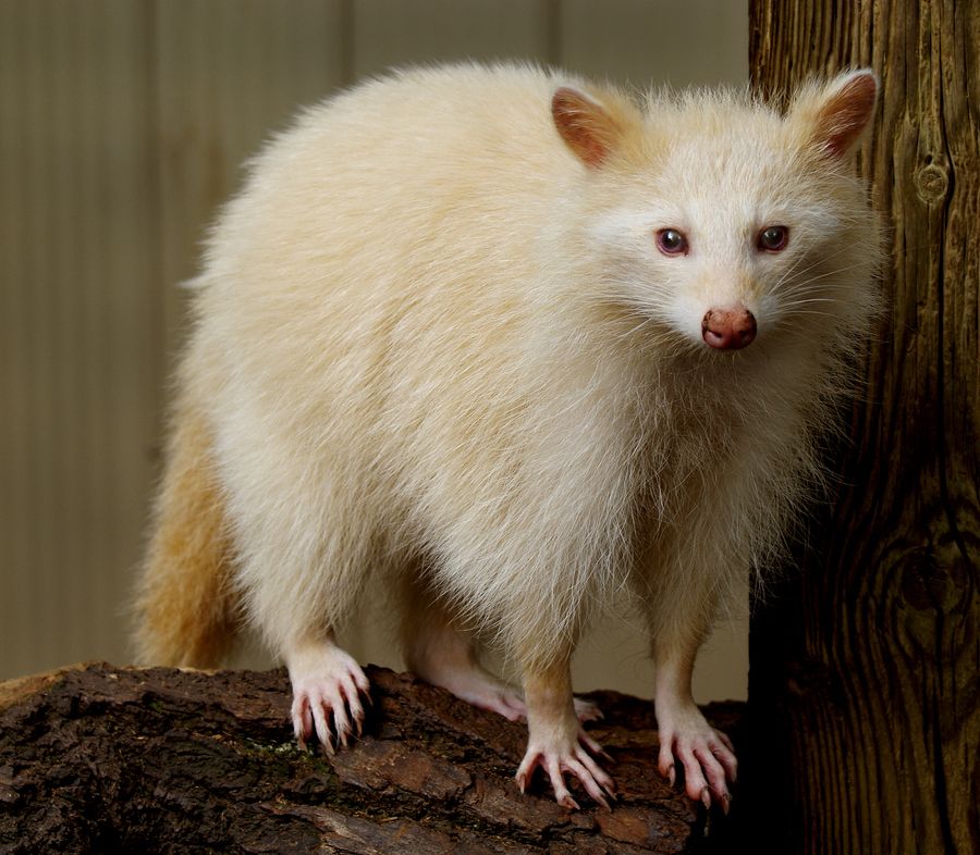 Albino Raccoon | 15 Amazing Natural Wonders - Albino Animals!