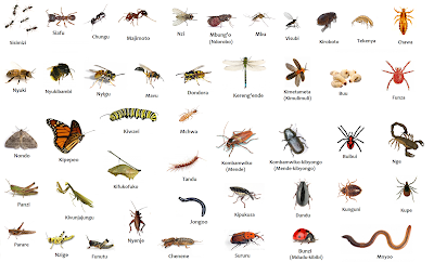 Swahili Land: Wadudu na Araknida (Insects and Arachnids)