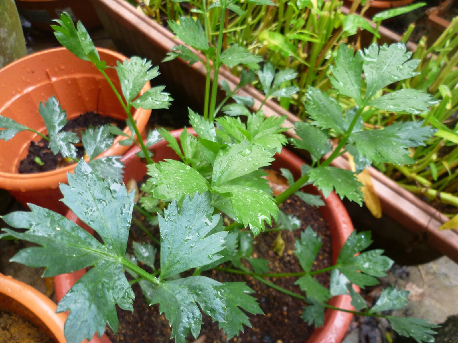 ANTARA HOBI DAN KEBUN MINI: Daun sup