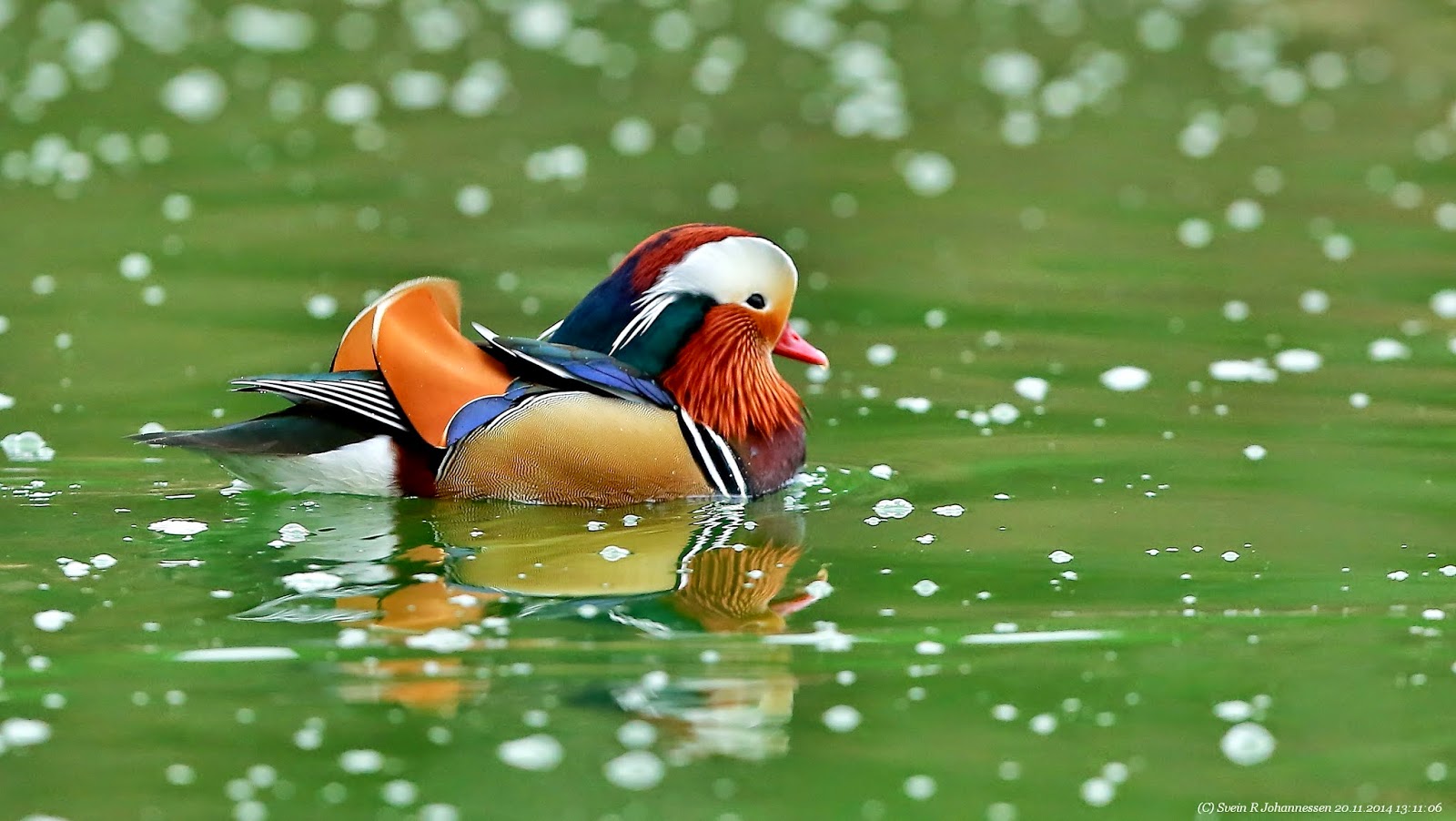 Nature photographer Svein R Johannessen : Mandarinand,Mandarinduck,Aix ...