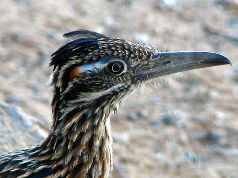 Rural Chatter: Birds, Nature and Environment: Did you know a Roadrunner
