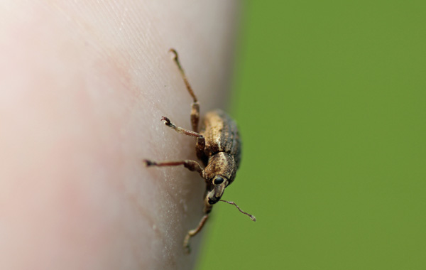 MObugs: Clover Leaf Beetle