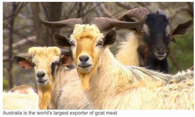 Goat Rancher Update: Taking a closer look at Australian feral goats