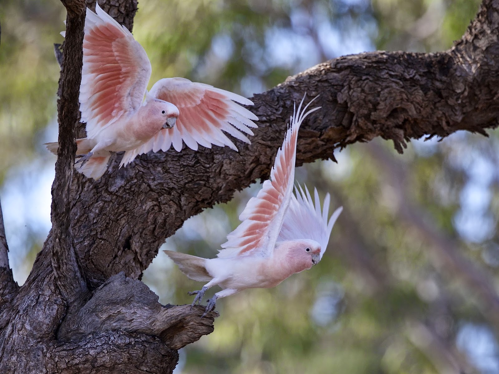 Avithera: From Bourke to Wilcannia - down the west side of the Darling ...