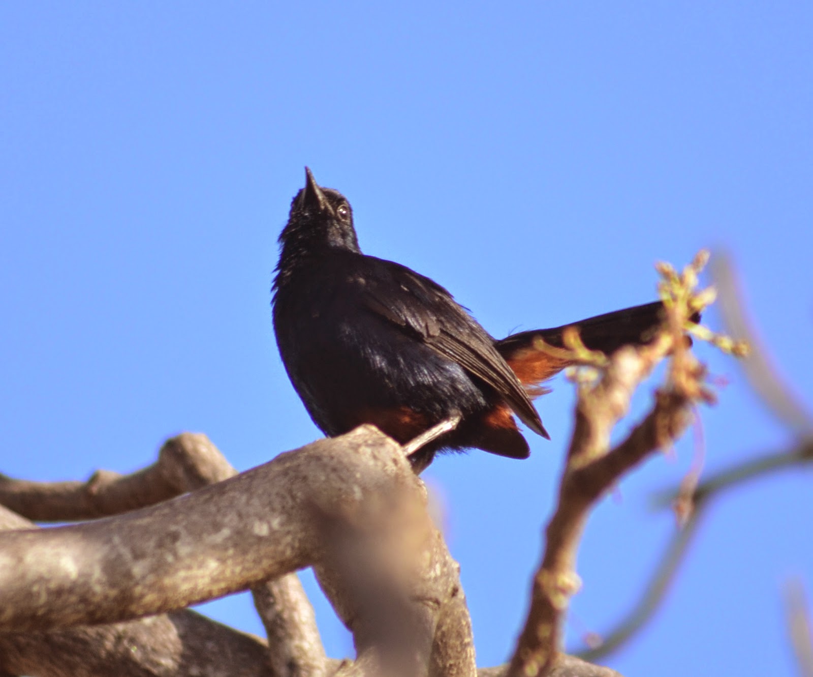Imagens da vida animal: Avifauna do Sri Lanka # 11: Pisco-da-Índia ...