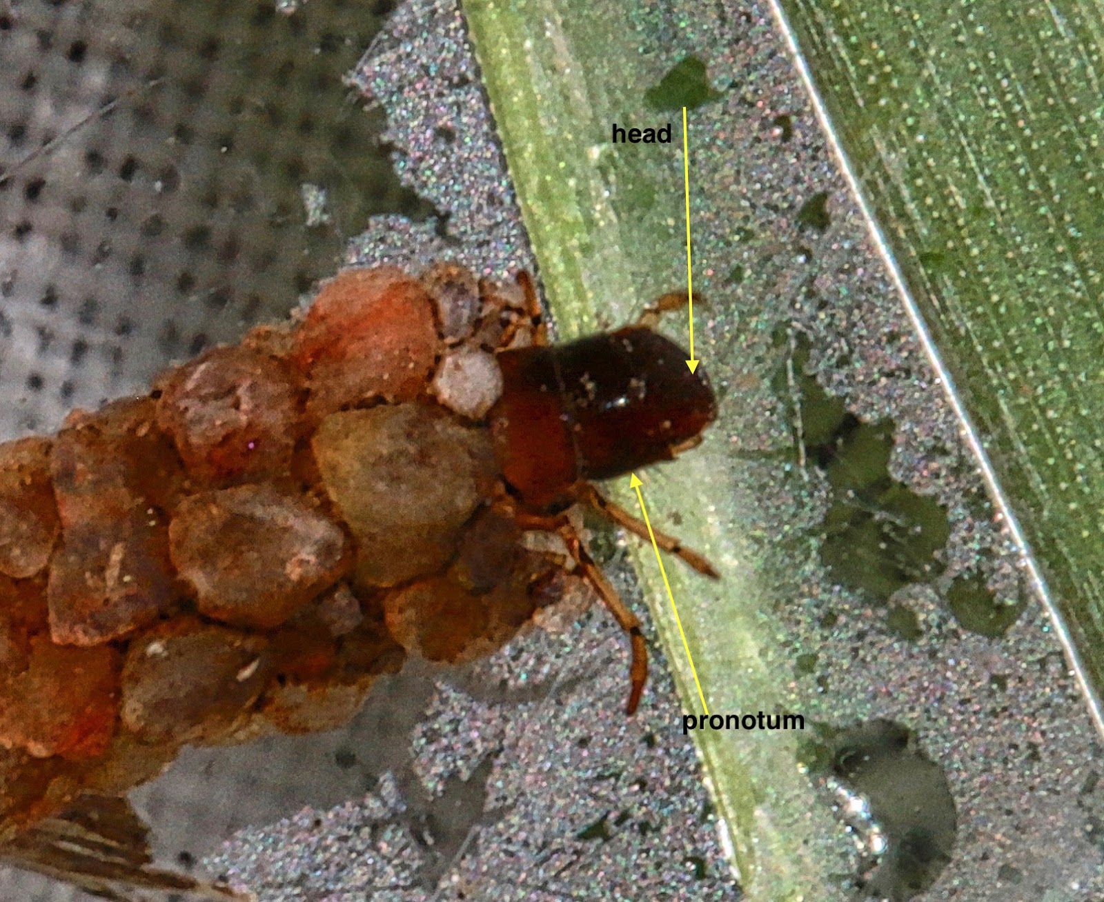Aquatic Insects of Central Virginia: November 2017
