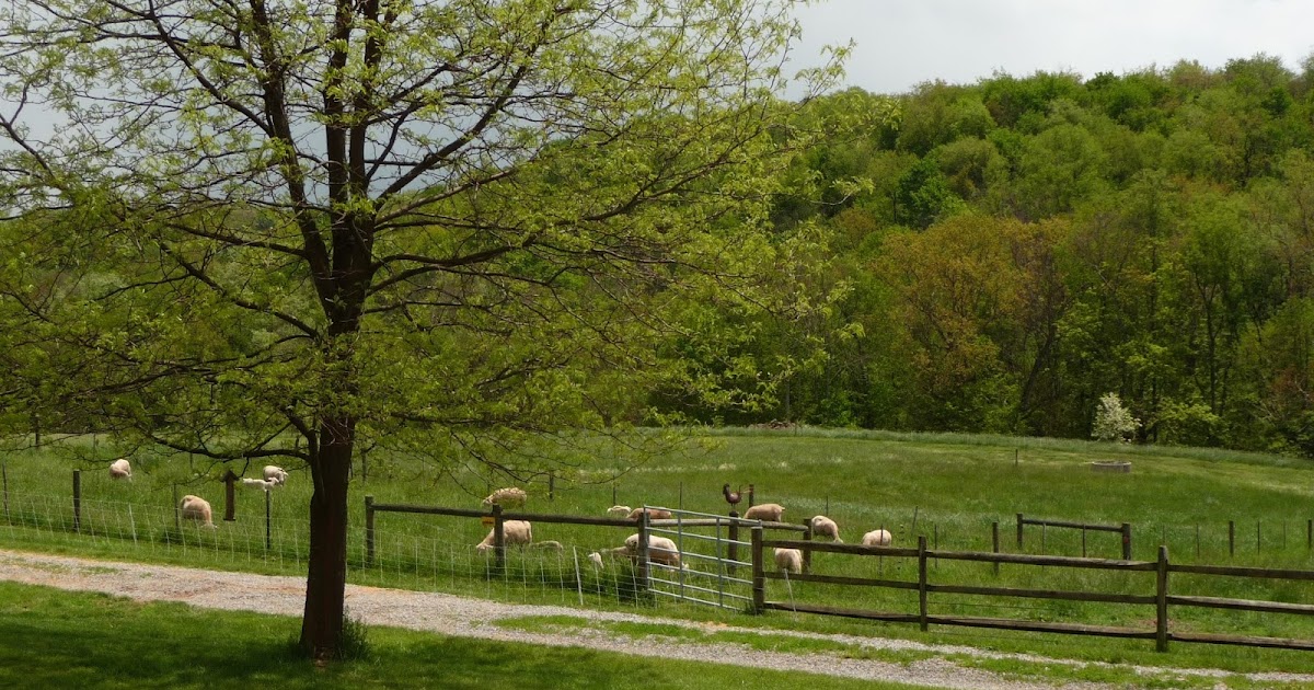Wild Rose Farm: Beautiful Day For An Outing!