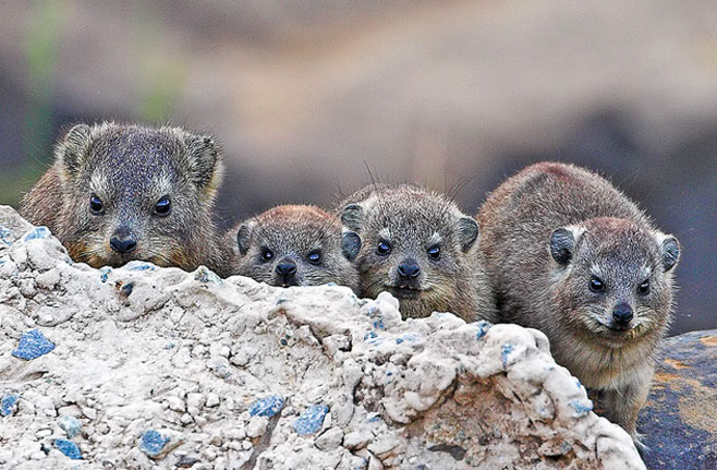 BEAUTY OF NATURE: HYRAXES (DASSIES) (Order HYRRACOIDAE)