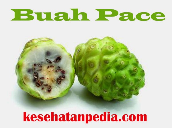 Manfaat dan Khasiat buah Pace (Mengkudu) untuk Kesehatan - kesehatanpedia