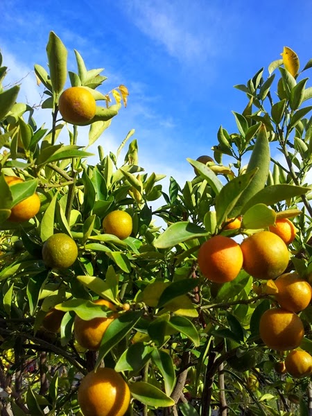 Cuina Cinc: Taronja a la taronja i melmelada de taronja