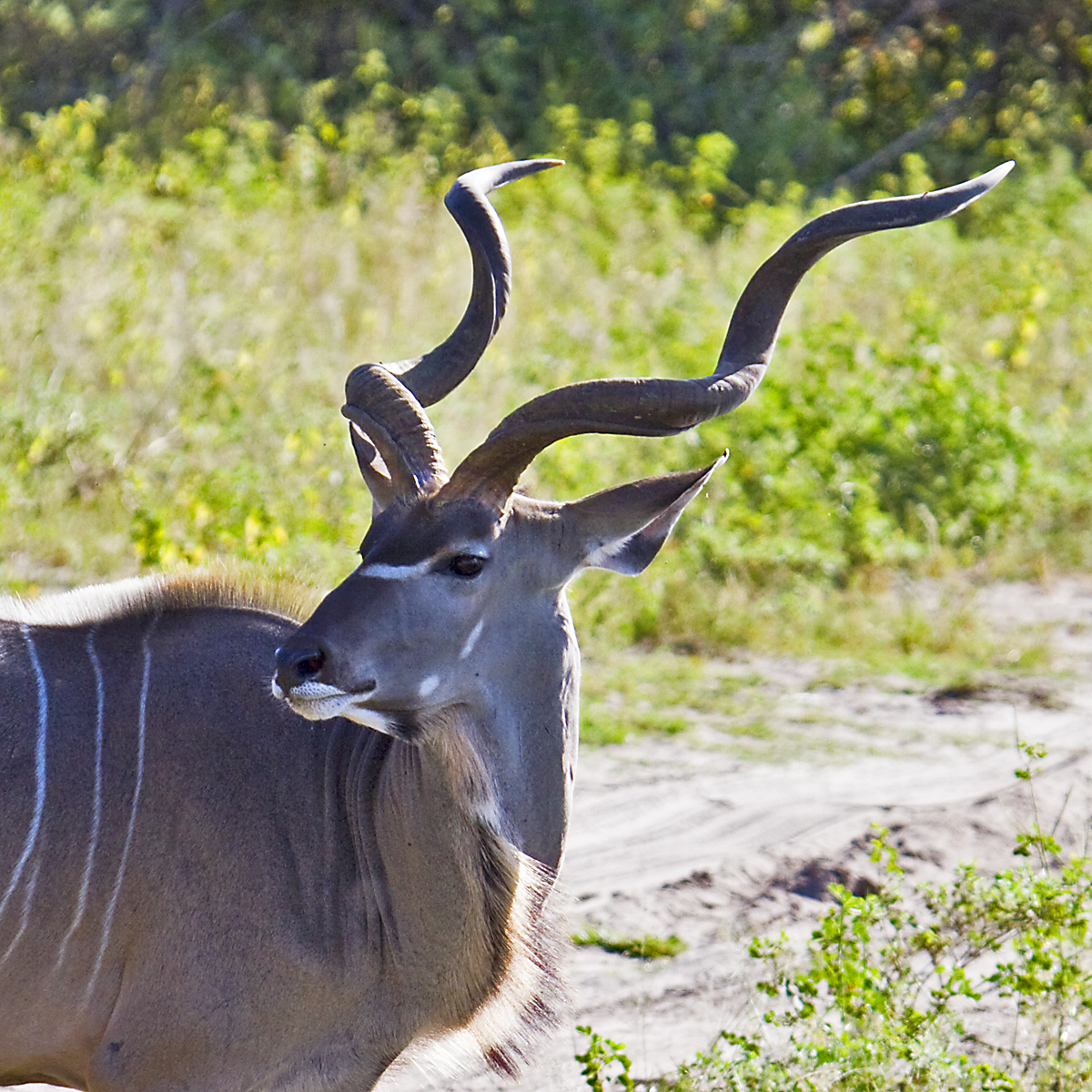 Botswana and Zambia: Kudu