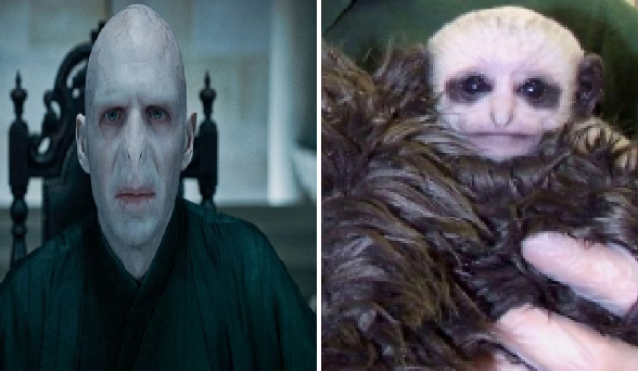 New Born Monkey Looks A Lot Like Lord Voldemort From The Harry Potter ...