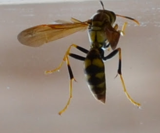 Hiking Curaçao - Flora and Fauna: Wasp - Wesp - Maribomba