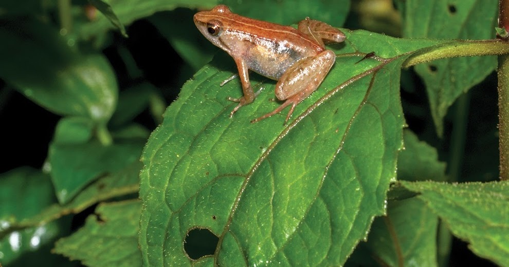 Species New to Science: [Herpetology • 2019] Phrynobatrachus bibita • A ...