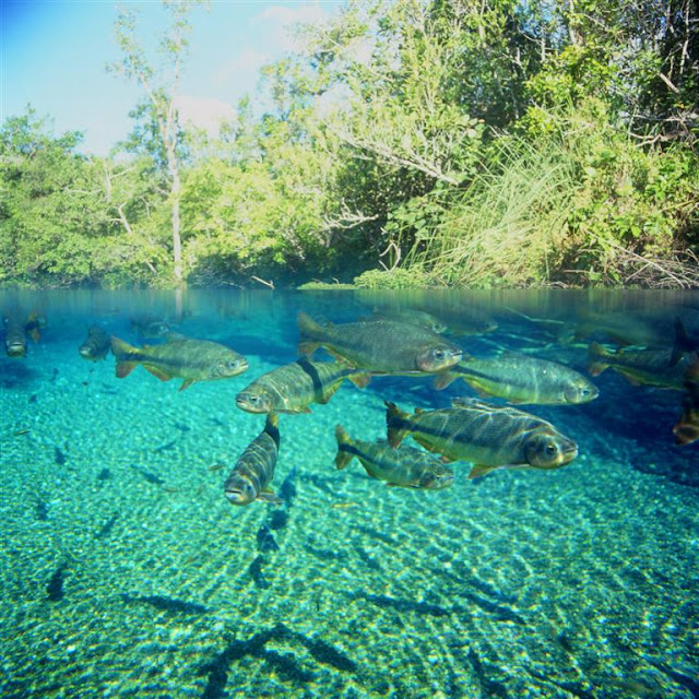 LILIAN SAAB - PERSONAL TRAVEL VIP - TURISMO EM MATO GROSO DO SUL