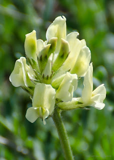 Prairie Wildflowers: Early Yellow Field Locoweed