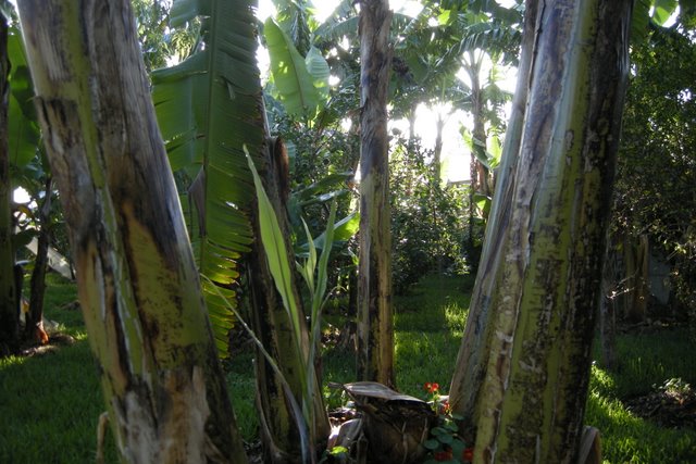 Caoba Farms - Organic Farming in Antigua Guatemala: Images
