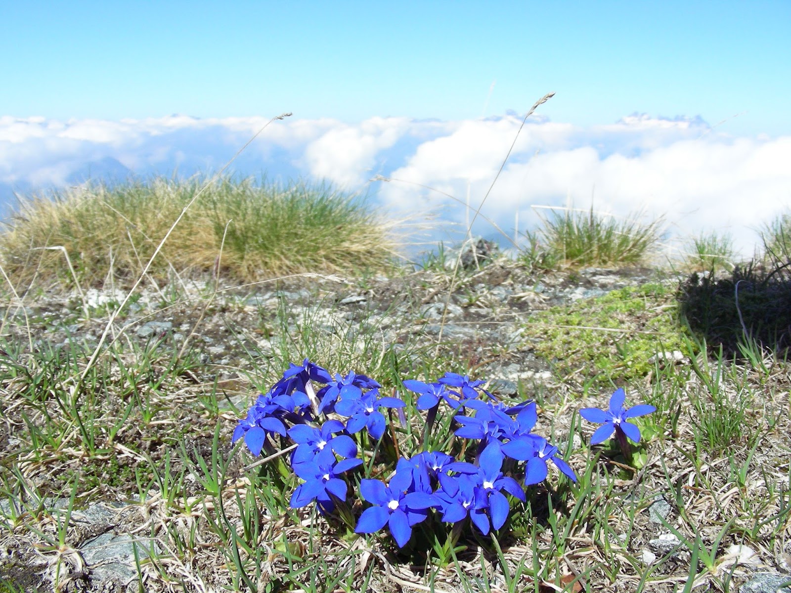Plant World: Gentiana verna