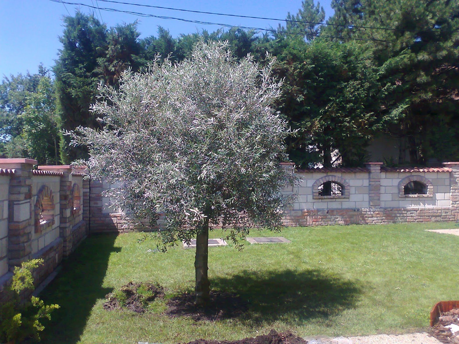 téltűrő olajfa: március 2013