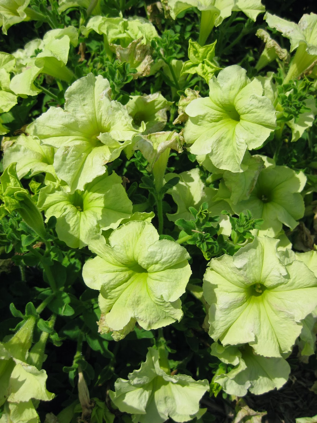 Rotary Botanical Gardens - Hort Blog: Consider A "Seasonal Dash" Of ...