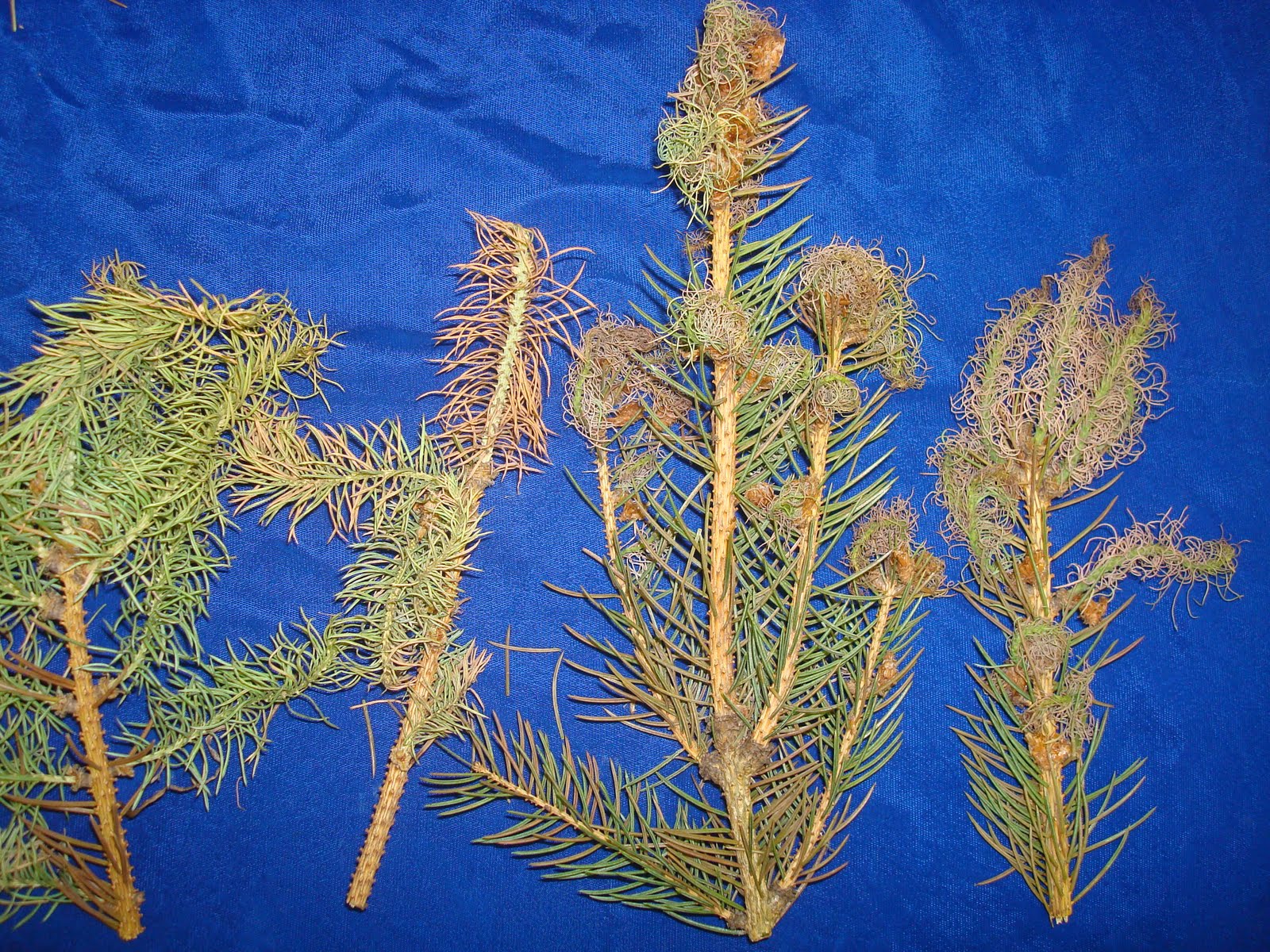 University of Illinois Plant Clinic: Spruce and Pine damage- {Herbicide ...