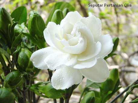 Bunga Melati | Kenali Manfaatnya untuk Kesehatan - REFERENSI ILMU ...