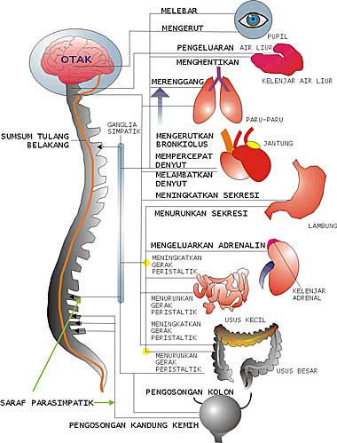 Pengetahuan Alam: Definisi Organ dan Macam-Macam Organ pada Tubuh Manusia