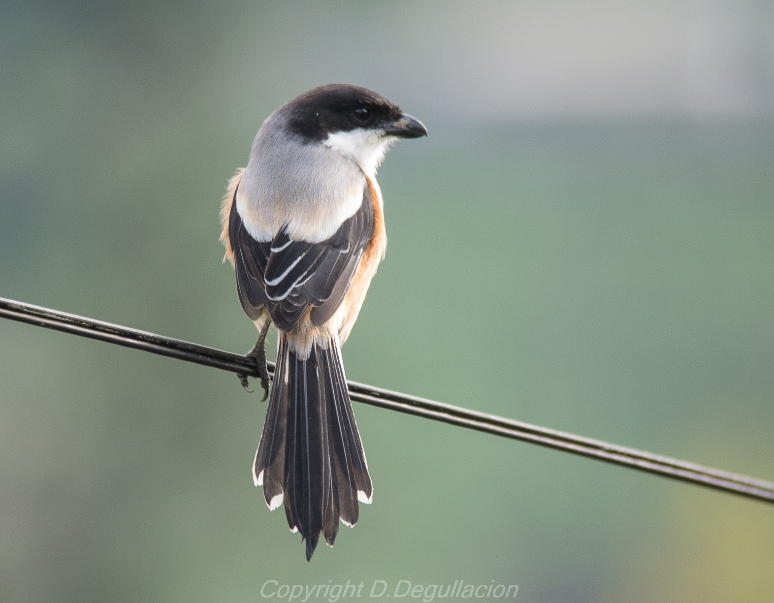 Denis Degullacion | Birding | Digiscoping | Photography |: Long-tail Shrike