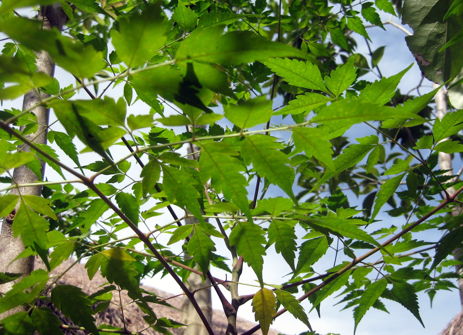 Turning Boholano: Neem Leaves