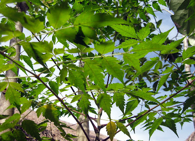Turning Boholano: Neem Leaves